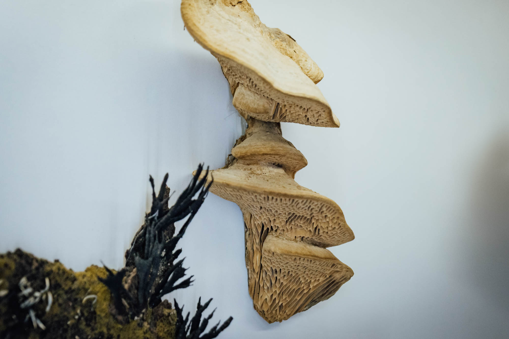 Oak Tongue specimen - Sanagra Valley Museum