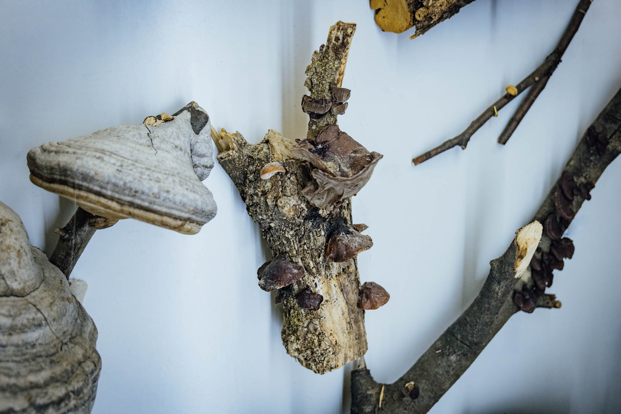 Esemplare di Orecchio di Giuda - Museo Val Sanagra