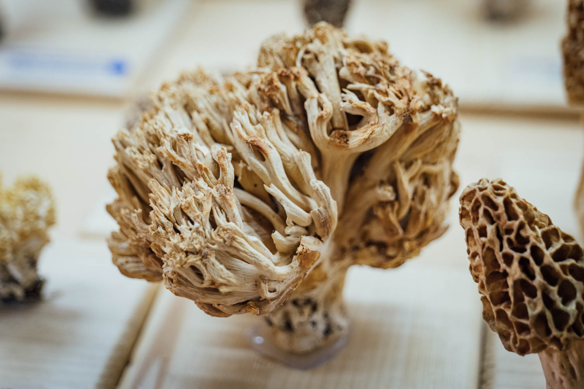 Specimen of Poison Fingers - Val Sanagra Museum